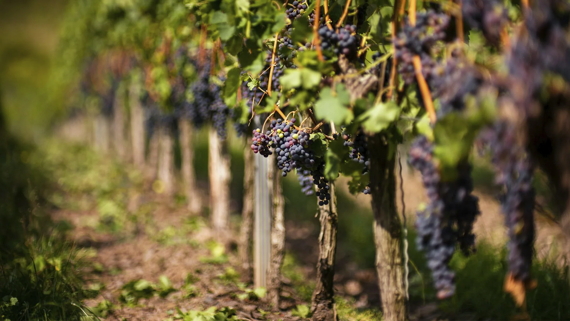 Discover the Vermentino Grape Varietal: Everything You Need to Know